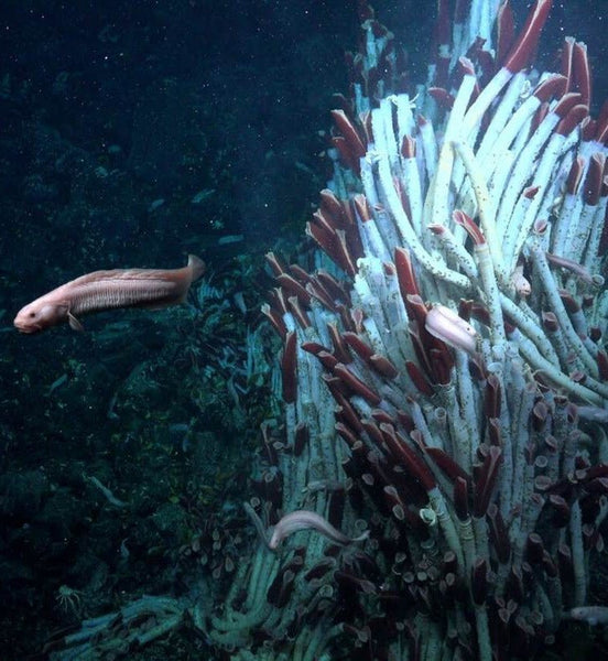 Durt Deets: Ocean Optimism 9/6/23 – SurfDurt Sunscreen